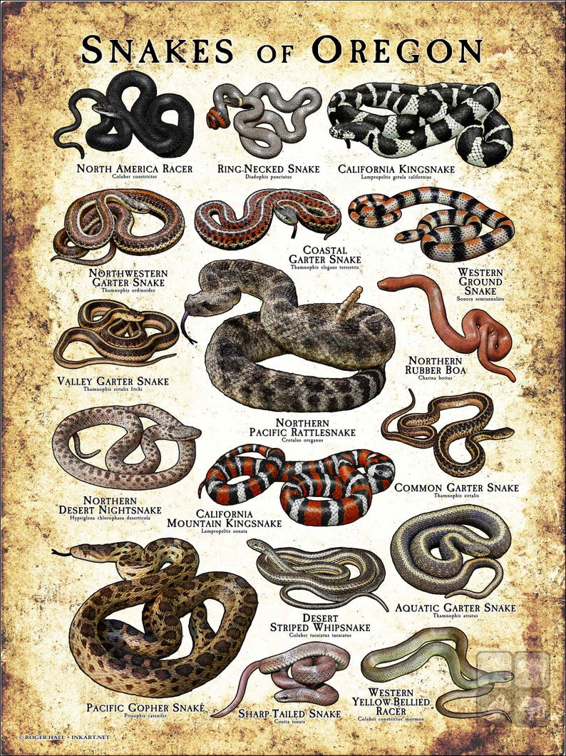 Snakes of Oregon Poster Print/field Guide - SIGNED BY ARTIST! - Etsy