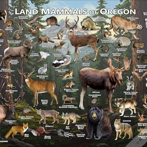 Oregon Mammals Poster Print: Wildlife Field Guide Art - Etsy