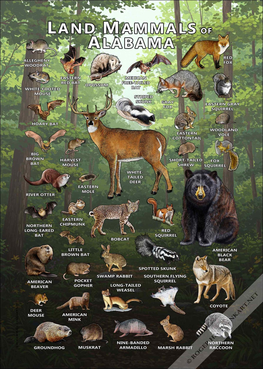 Alabama Mammals Poster Print: Signed Field Guide Art - Etsy