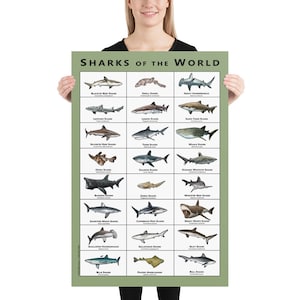 Sharks of the World Art Poster / Field Guide - Etsy