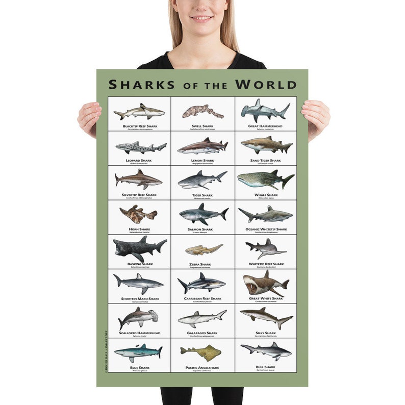 Sharks of the World Art Poster / Field Guide - Etsy