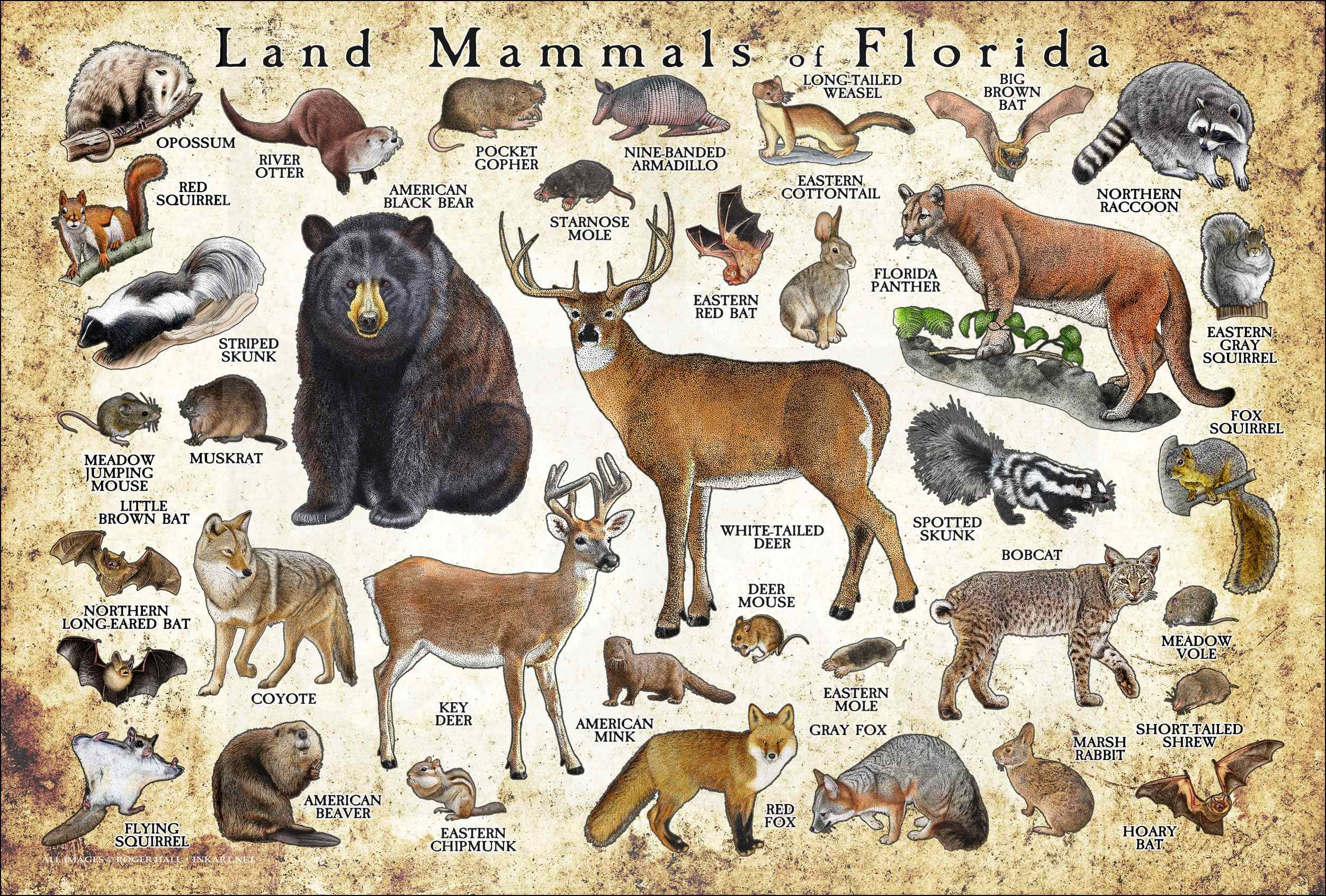 Mammals of Florida Poster Print / Florida Mammals Field Guide - Etsy Mammals of Florida Poster Print / Florida Mammals Field Guide - Etsy