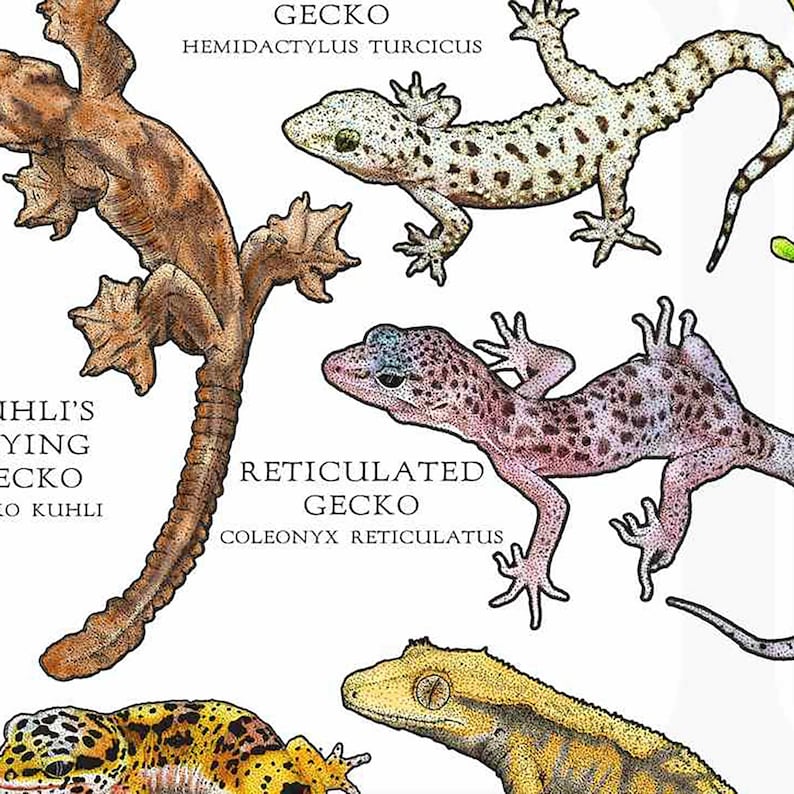 Geckos of the World Poster Print - SIGNED BY ARTIST - Etsy
