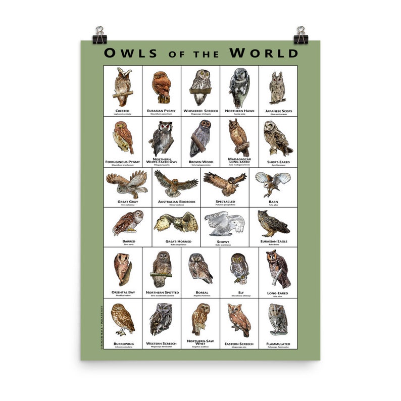 Owls of the World Art Print / Field Guide - Etsy