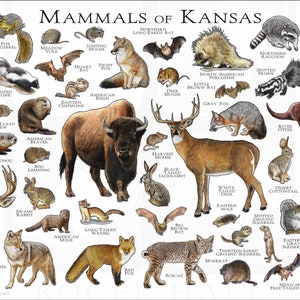 Mammals of Kansas Poster Print / Kansas Mammals Field Guide / Animals ...