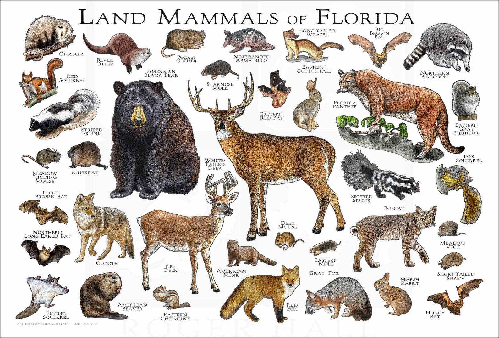 Mammals of Florida Poster Print / Florida Mammals Field Guide - Etsy