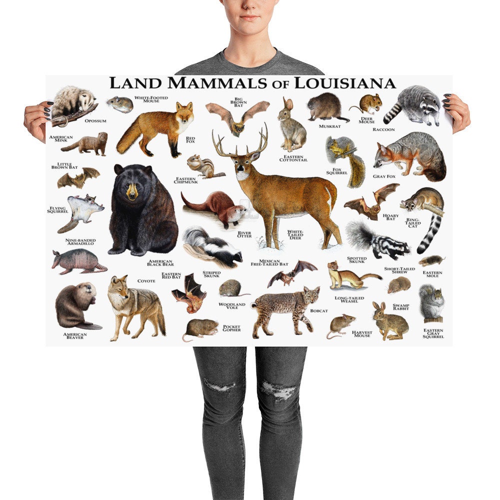 Land Mammals of Louisiana Poster Print / Louisiana Mammals | Etsy