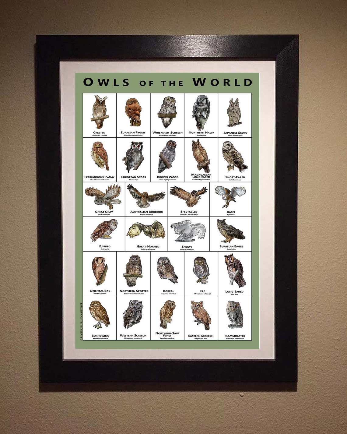 Owls of the World Art Print / Field Guide - Etsy