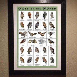 Owls of the World Art Print / Field Guide - Etsy