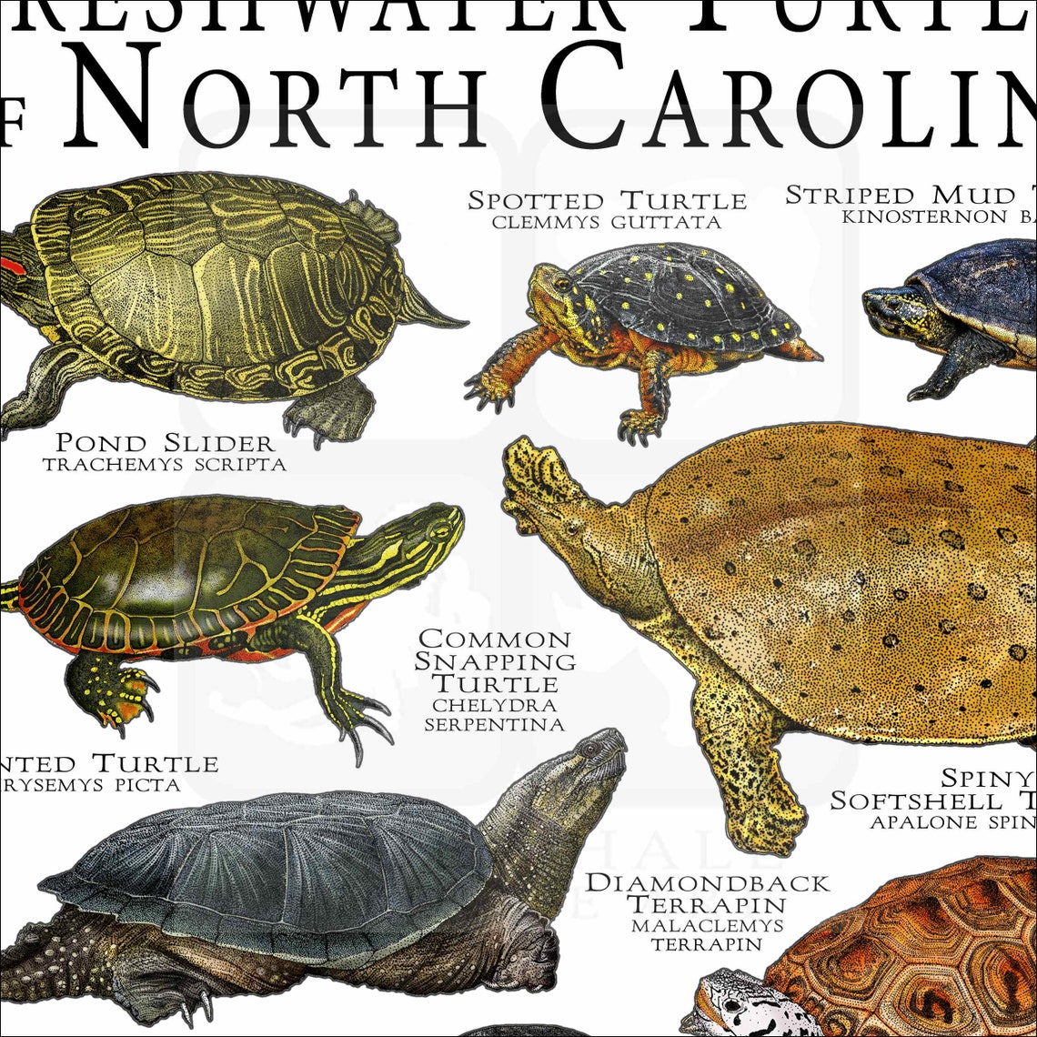 Freshwater Turtles of North Carolina Poster Print Field - Etsy
