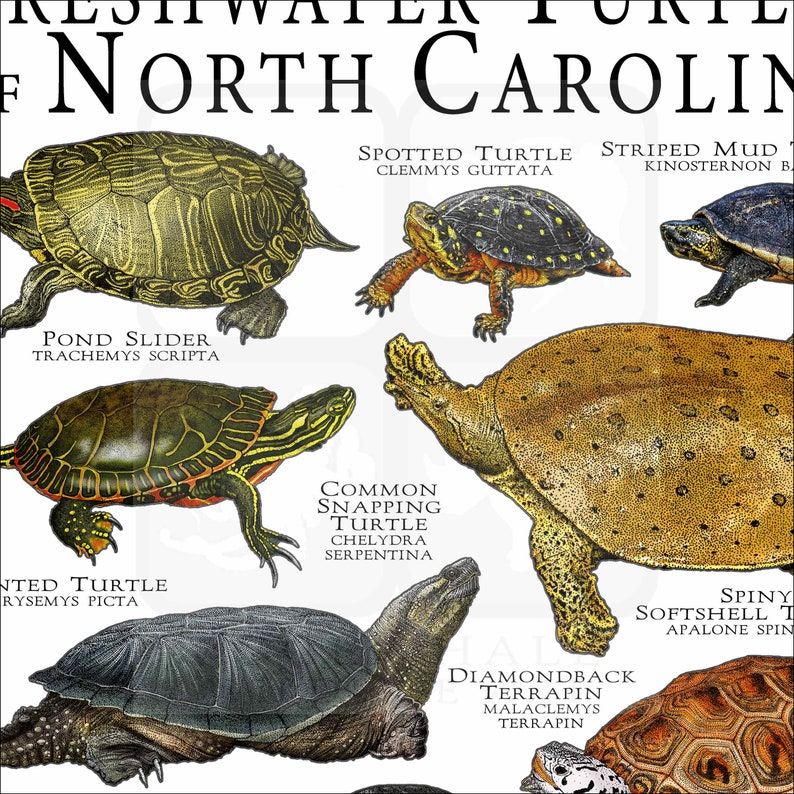 Freshwater Turtles of North Carolina Poster Print /field Guide - SIGNED ...
