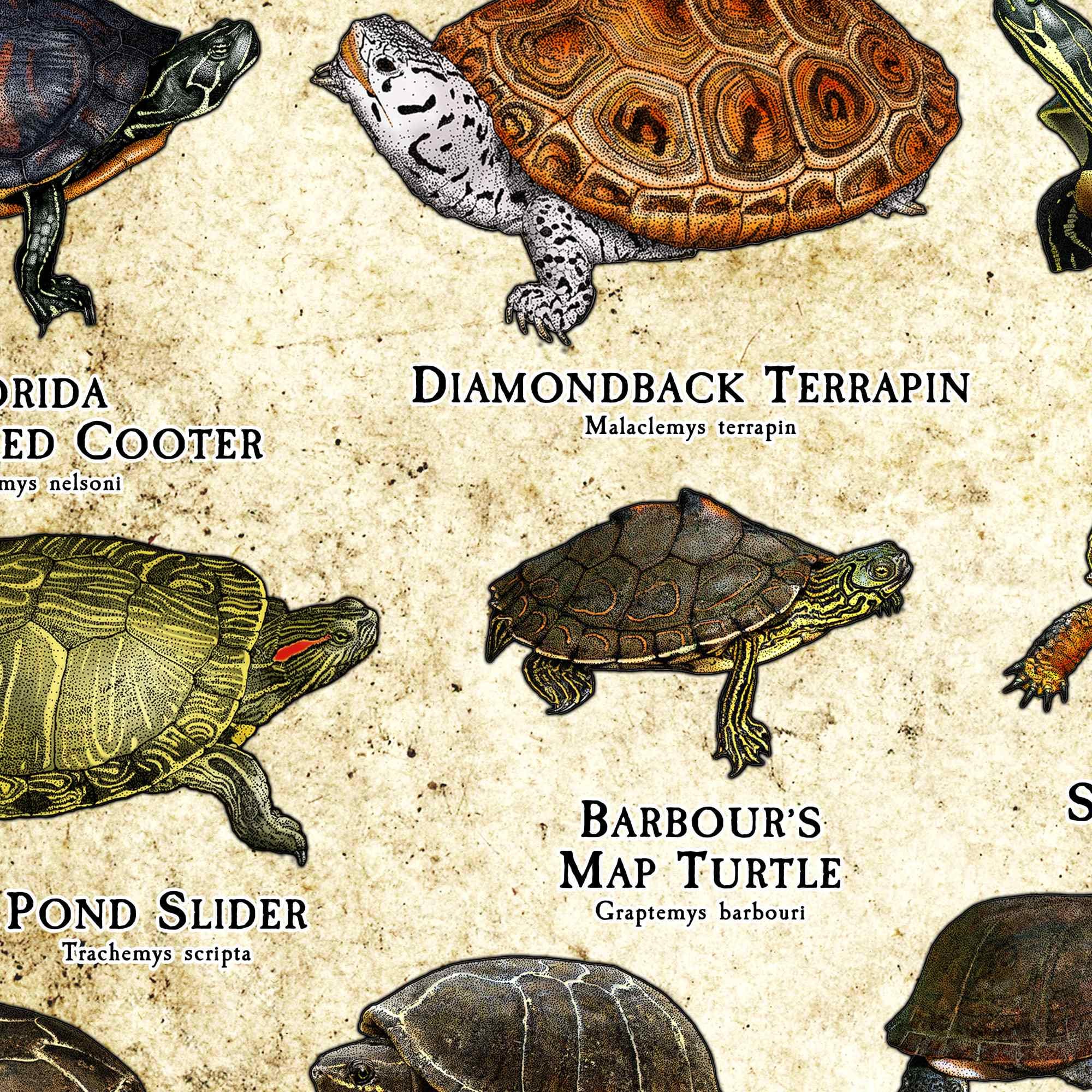 Freshwater Turtles of the Southeastern US Art Print / Field Guide ...