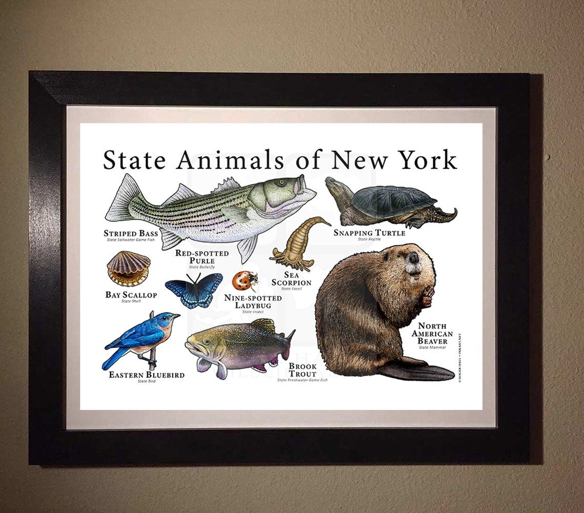 New York State Animals Poster Print | Etsy