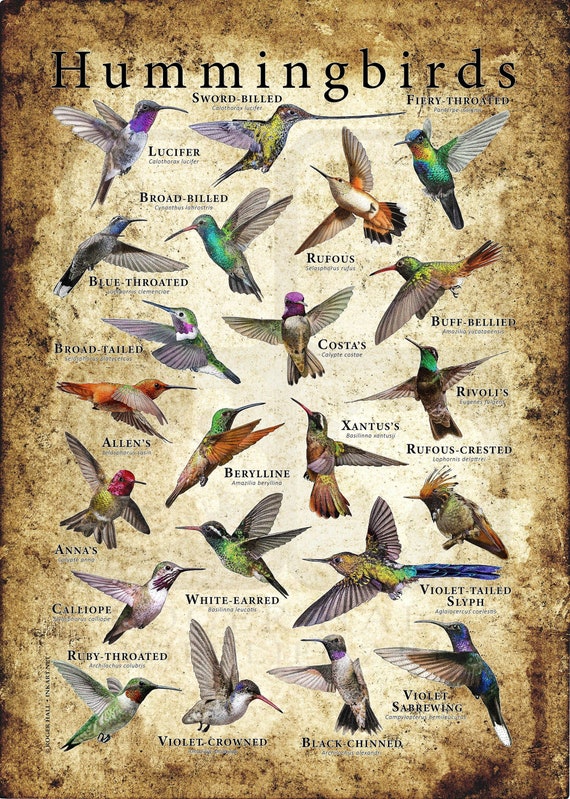 Hummingbirds of the World Poster | Etsy Canada