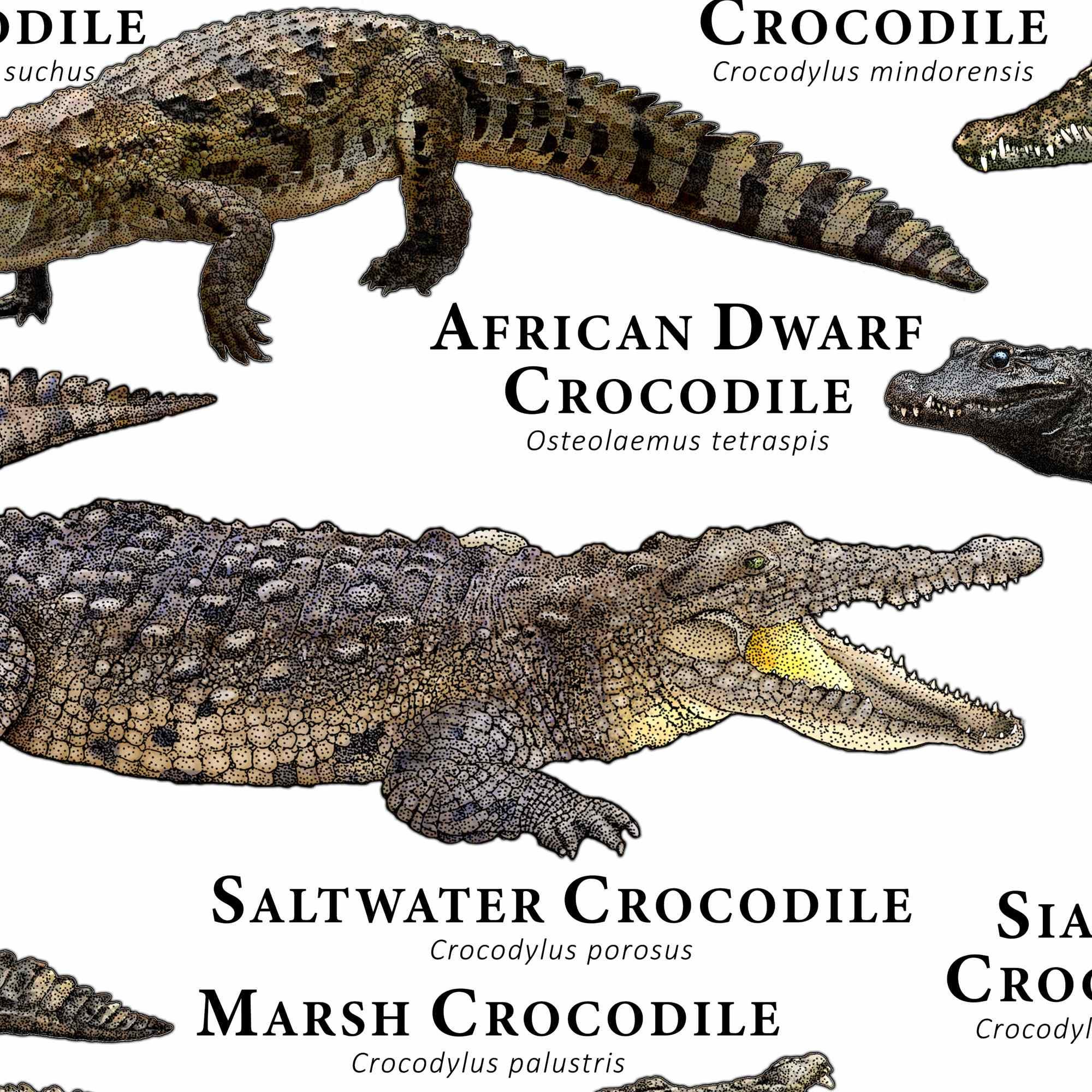 Crocodiles of the World Poster Print - SIGNED BY ARTIST! - Etsy