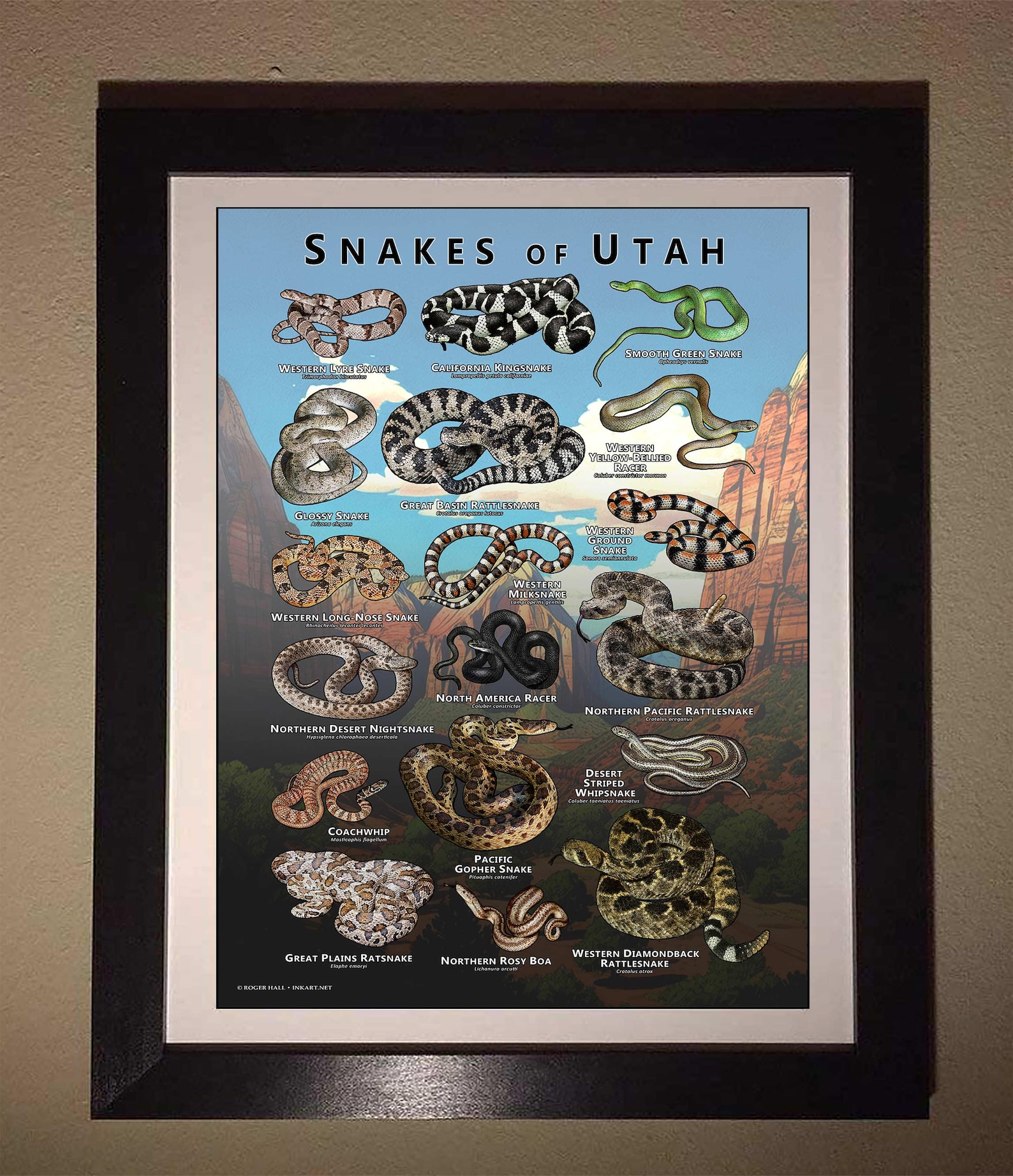 Snakes of Utah Poster Print/field Guide - SIGNED BY ARTIST! - Etsy