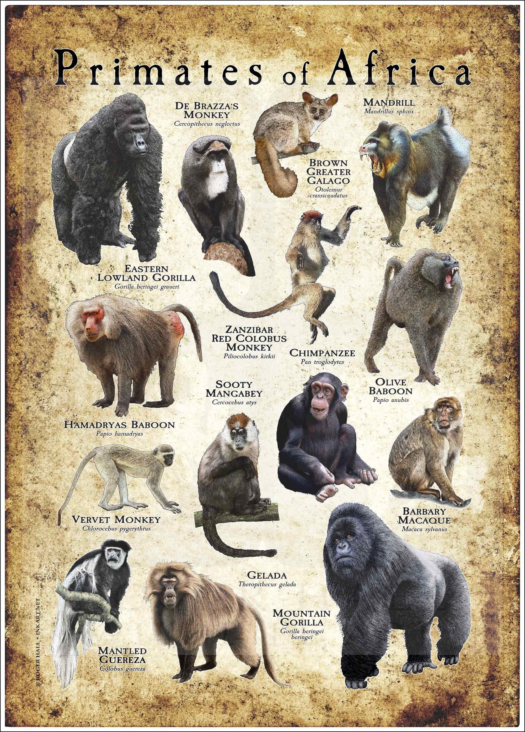 Primates of Africa Poster Print - SIGNED BY ARTIST! - Etsy