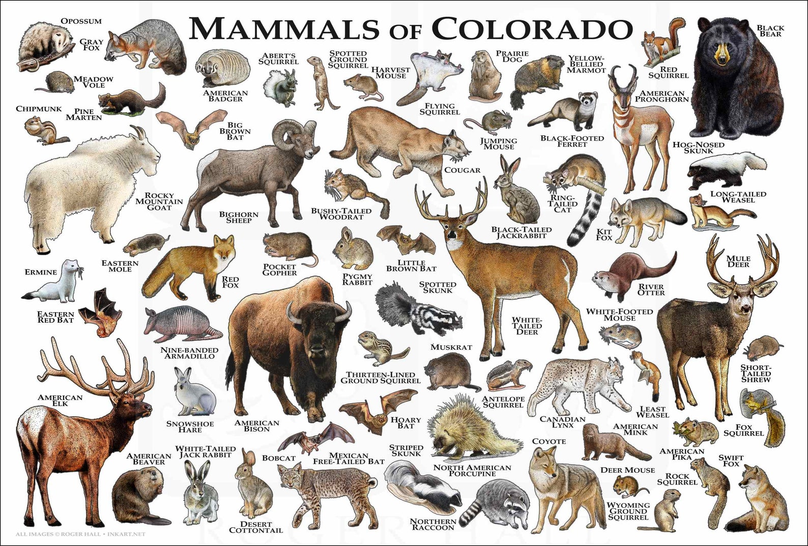 Mammals of Colorado Poster Print / Colorado Mammals Field - Etsy