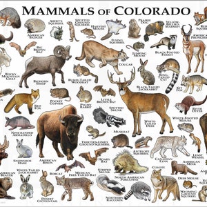 Colorado Mammals Poster Print: Signed Wildlife Art Field Guide - Etsy