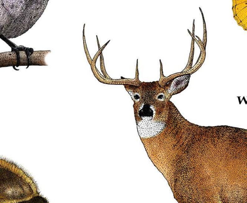 Arkansas State Animals Poster Print | Etsy