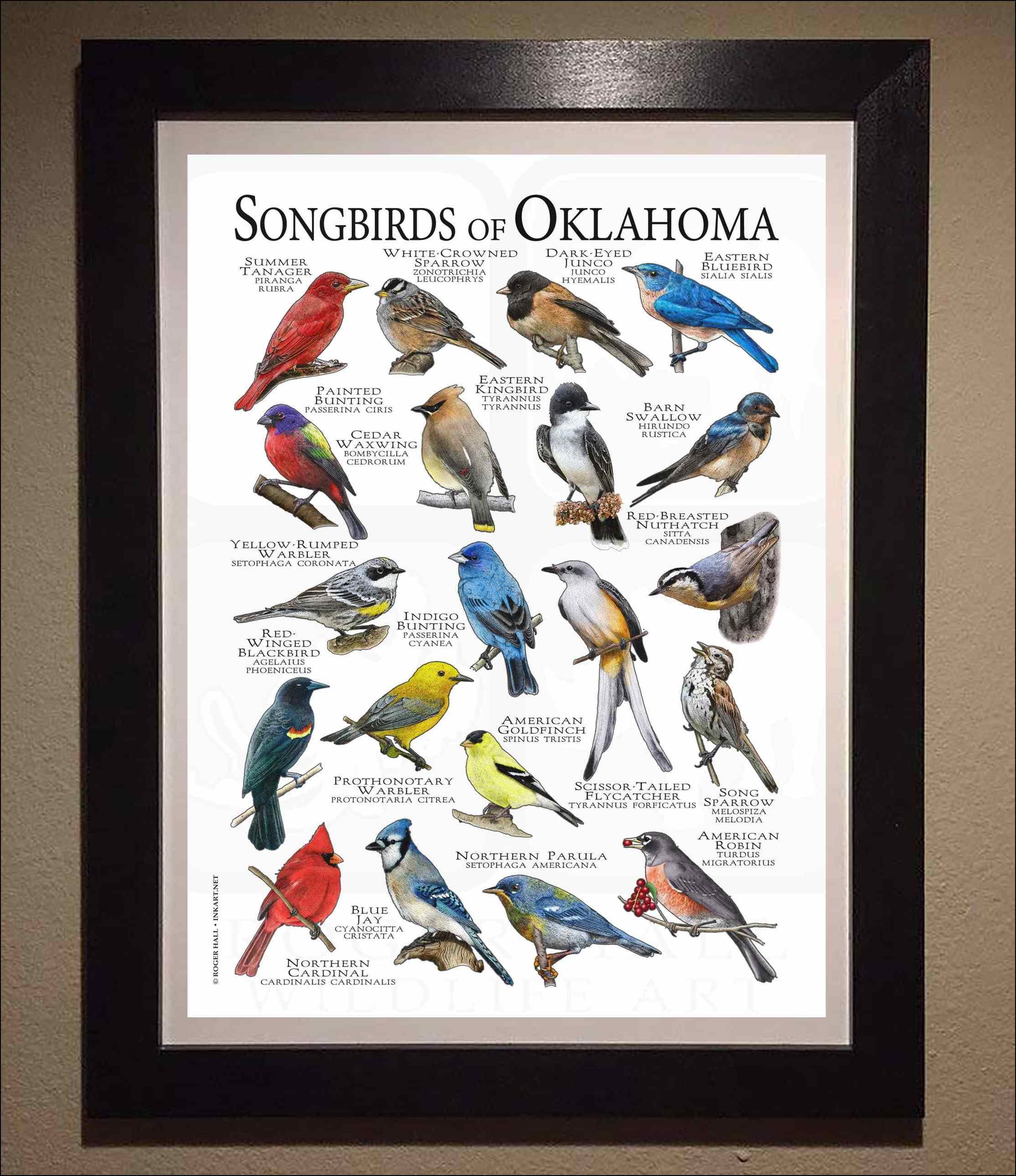Songbirds of Oklahoma Poster Print - Field Guide - Etsy