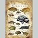 Freshwater Turtles of Kentucky Poster Print/field Guide - SIGNED BY ...