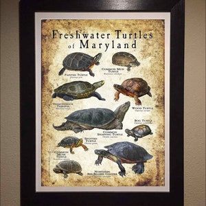 Freshwater Turtles of Maryland Poster Print/field Guide - SIGNED BY ...