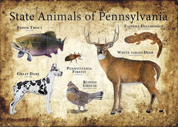 Pennsylvania State Animals Poster Print - Etsy