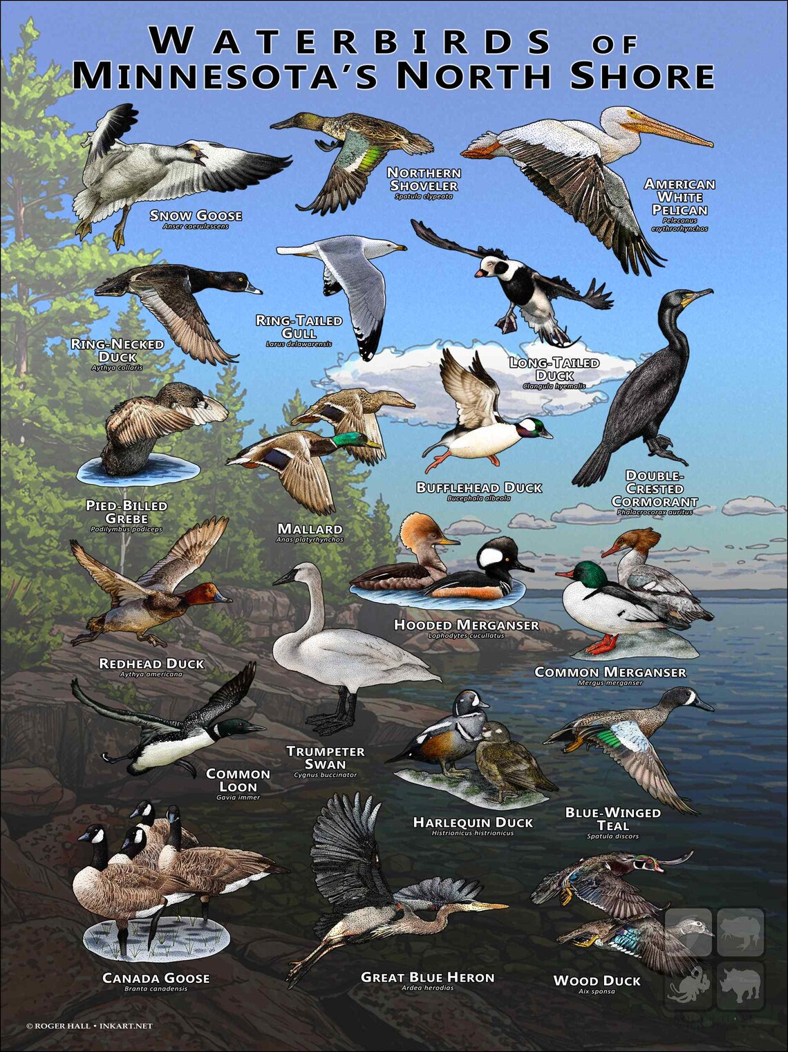 Custom Wildlife Poster - USA Region or County - Etsy