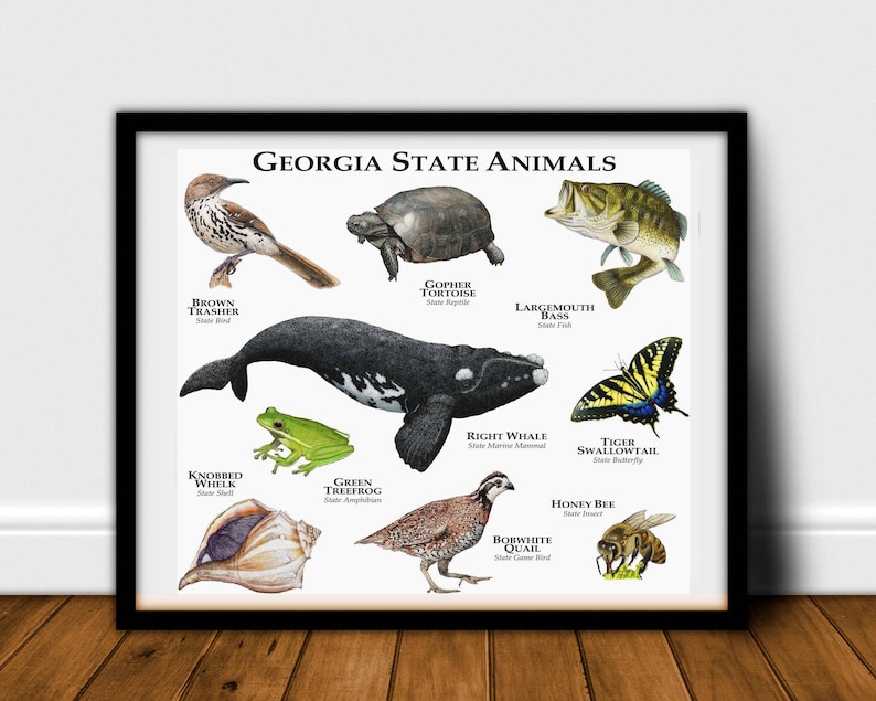 Georgia State Animals Poster Print | Etsy