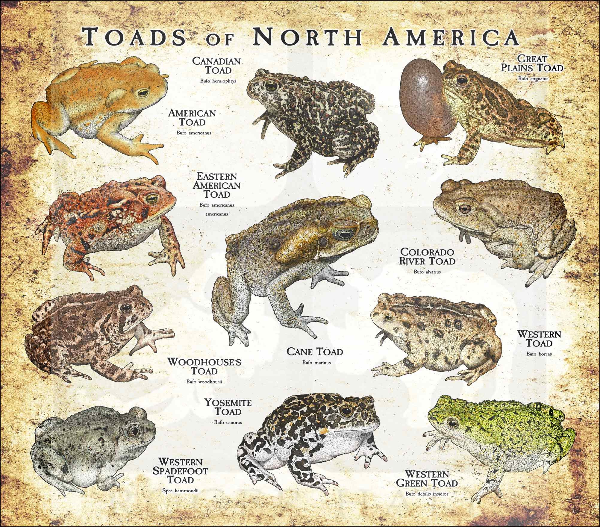 Toads of North America Poster Print - Etsy
