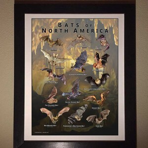 Bats of North America Poster Print - SIGNED BY ARTIST! - Etsy