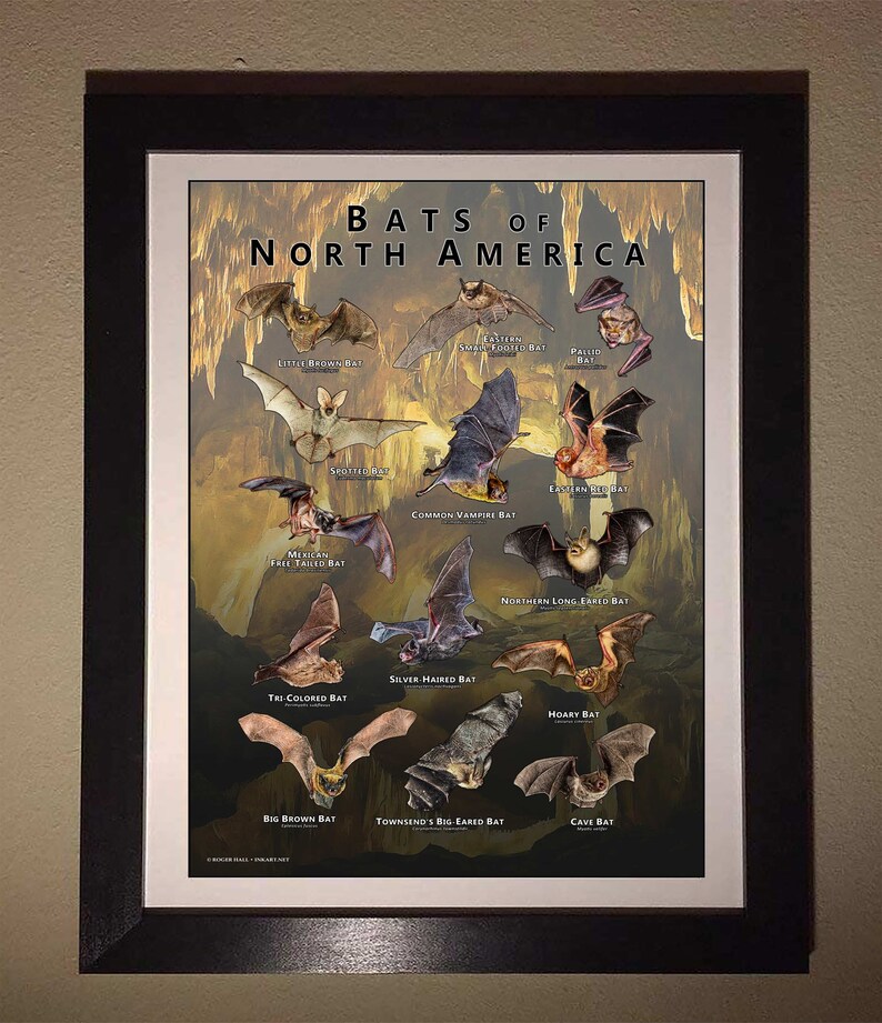 Bats of North America Poster Print - SIGNED BY ARTIST! - Etsy Canada