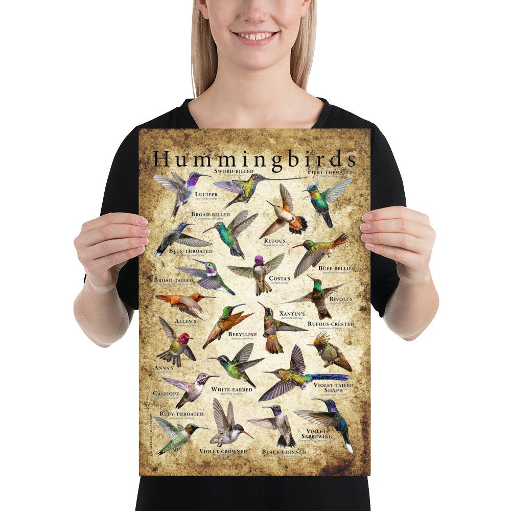 Hummingbirds of the World Poster | Etsy Canada