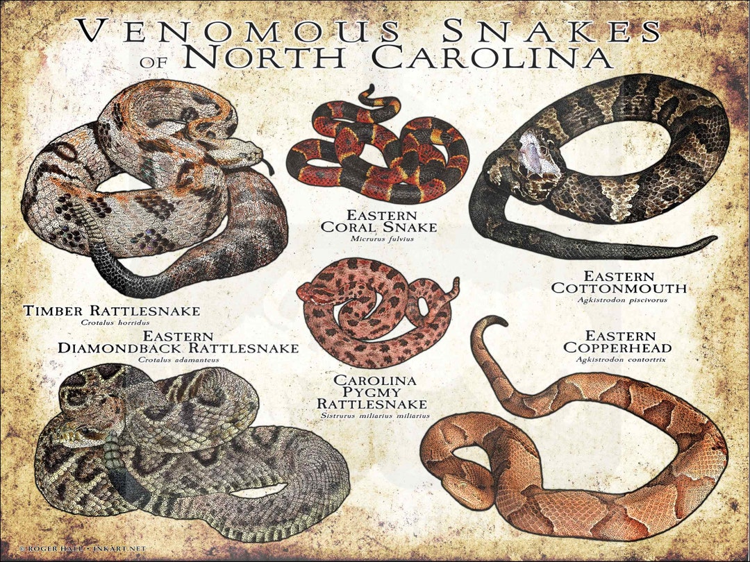 Venomous Snakes of North Carolina Art Print / Field Guide - SIGNED BY ...