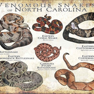 Venomous Snakes of North Carolina Art Print / Field Guide - SIGNED BY ...