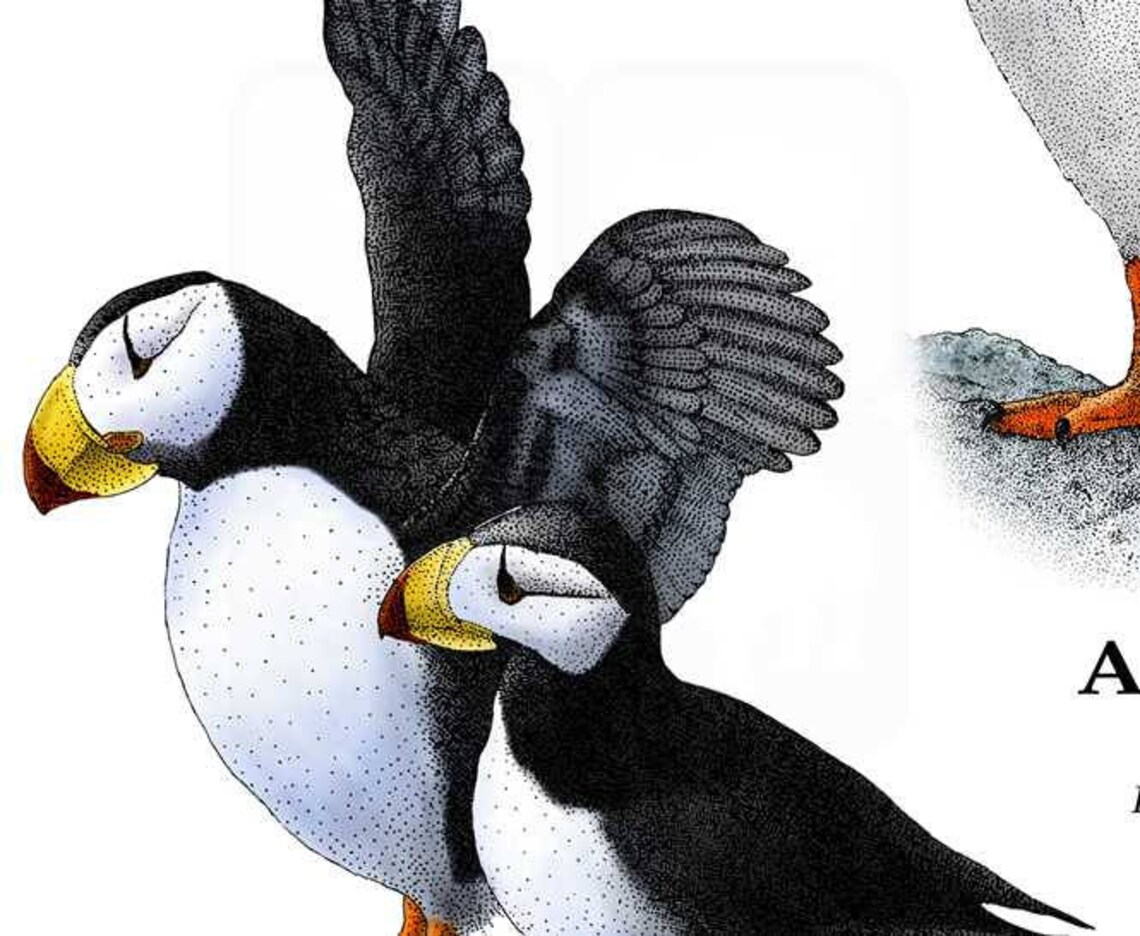 Puffins of the World Poster Print - Etsy