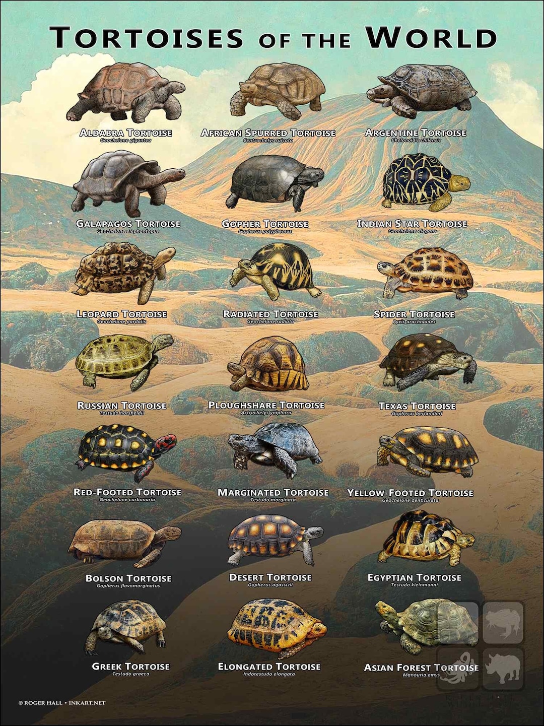 Tortugas del mundo Impresión artística / Guía de campo - ¡FIRMADA POR ...