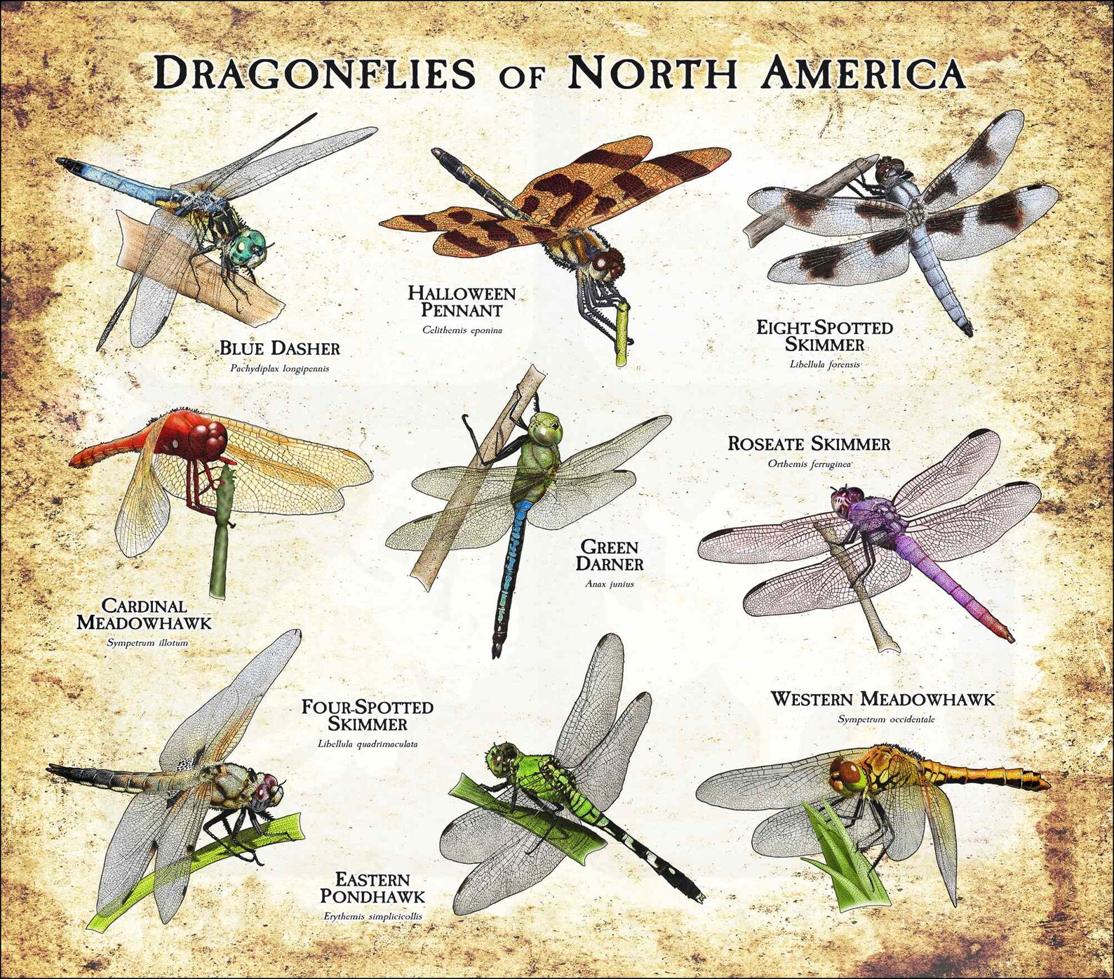 Dragonflies of North America Poster Print - Etsy