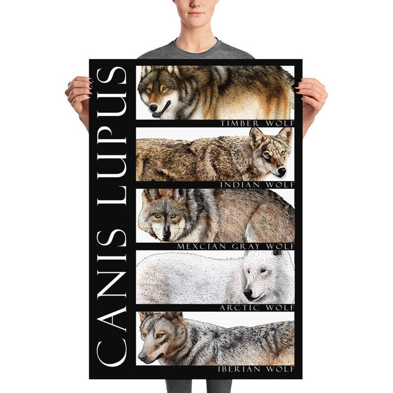 Wolves of the World Poster | Etsy