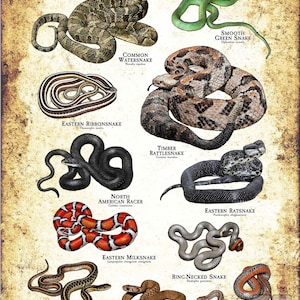 Snakes of Vermont Poster Print Field Guide - Etsy