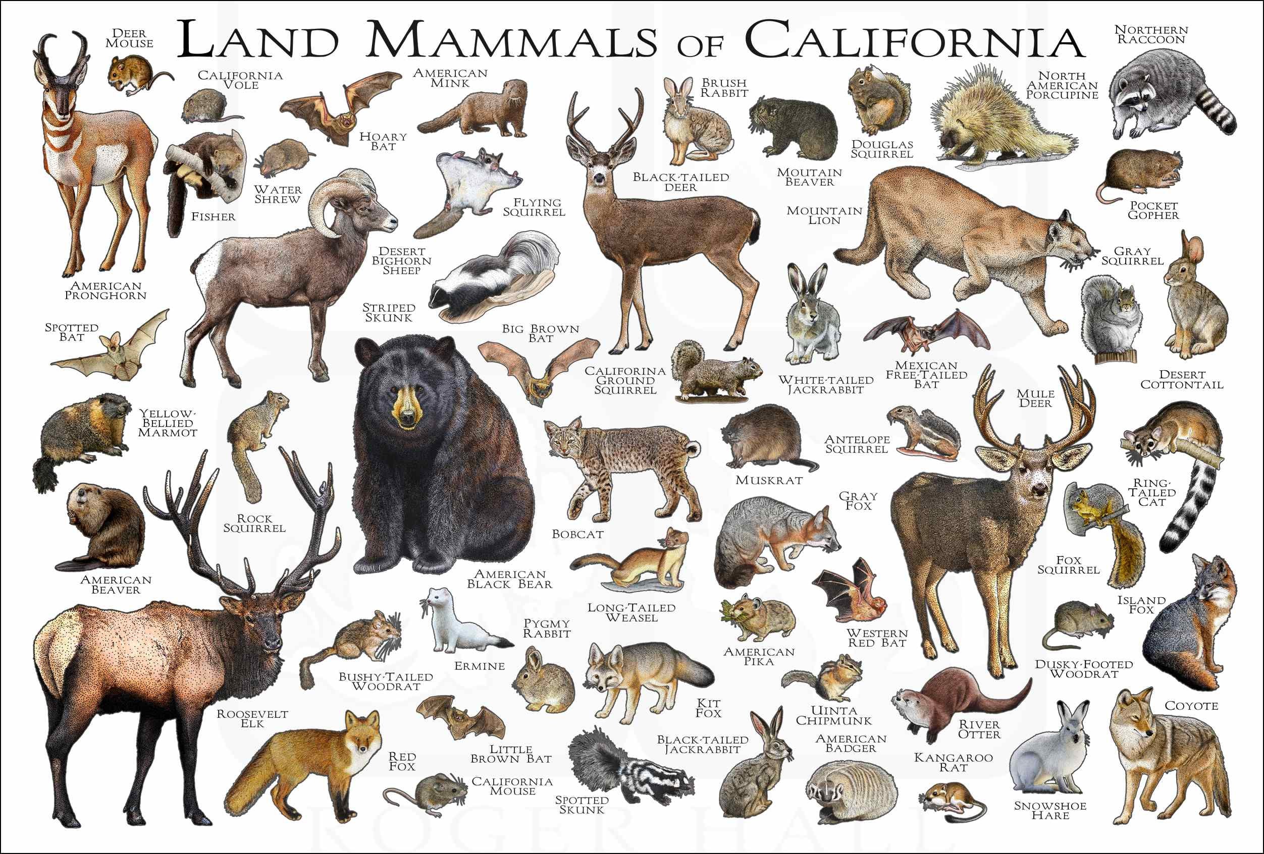 Mammals of California Poster Print / California Mammals Field - Etsy