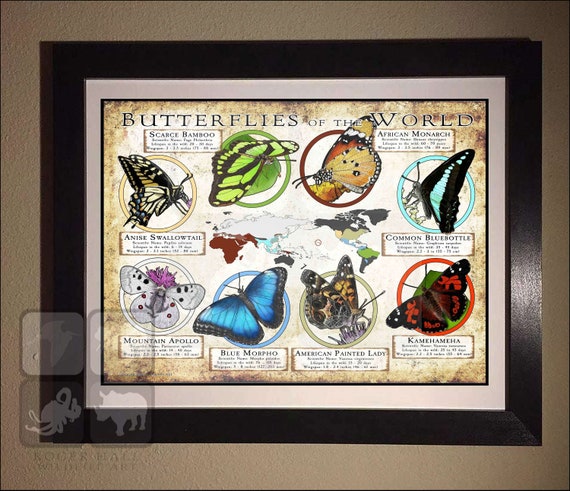 Butterflies Of The World Poster