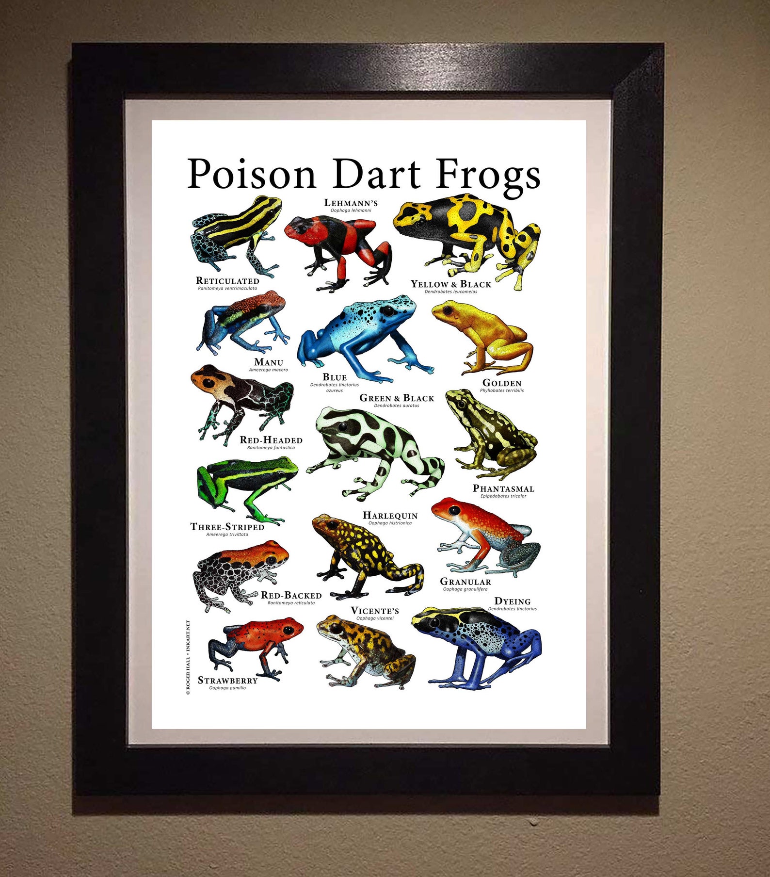 Poison Dart Frogs Poster Print - Etsy Australia