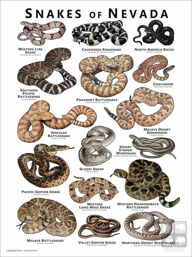 Snakes of Nevada Poster Print/field Guide - SIGNED BY ARTIST! - Etsy