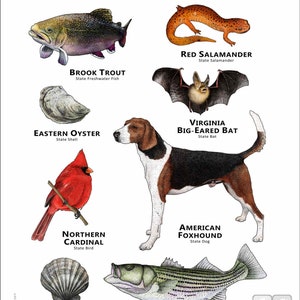 Virginia State Animals Poster Print - Etsy