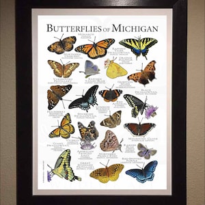 Butterflies of Michigan Poster Print Field Guide - Etsy