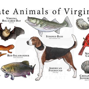 Virginia State Animals Poster Print | Etsy