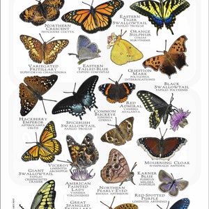 Butterflies of Michigan Poster Print Field Guide - Etsy