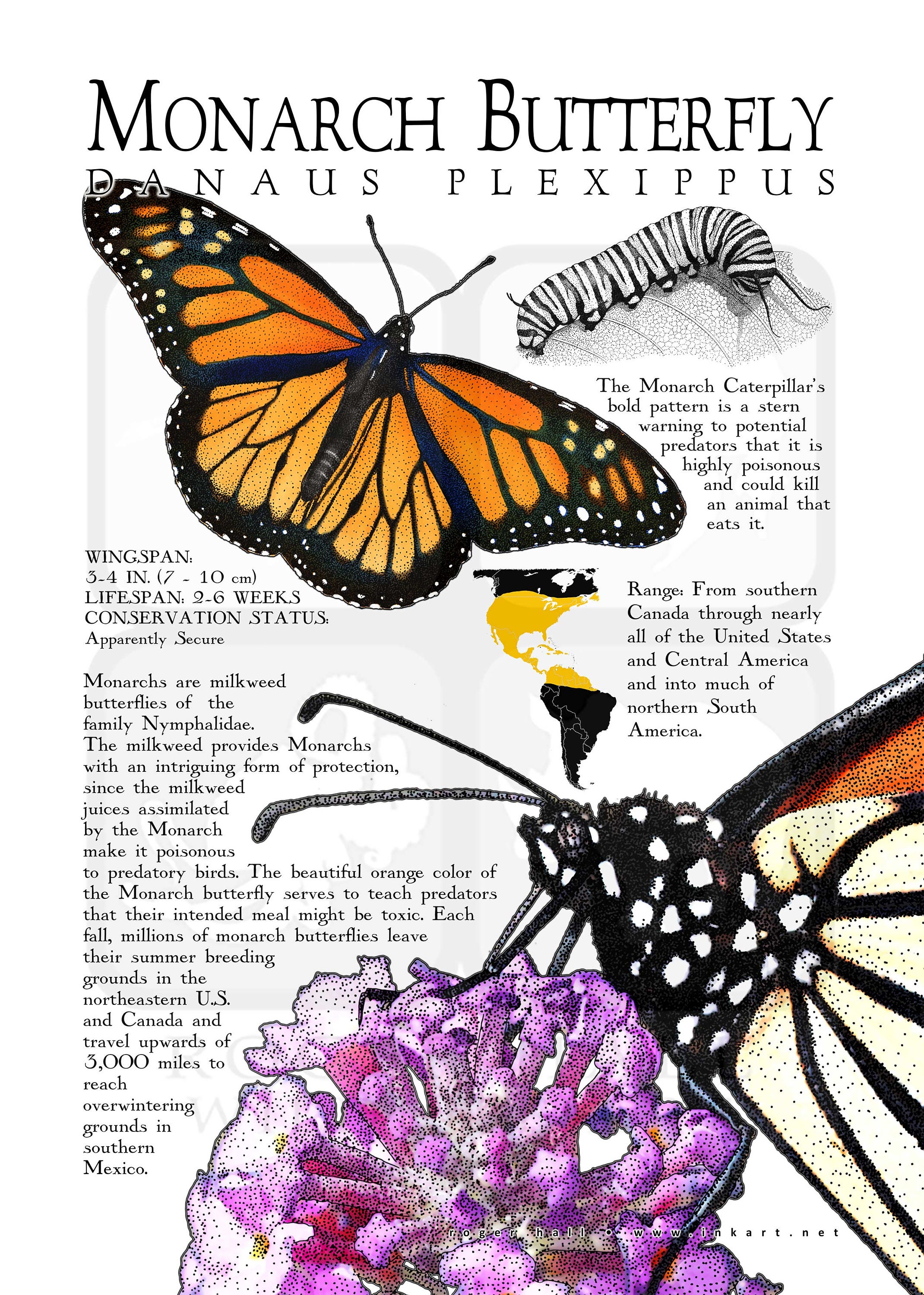 Monarch Butterfly Poster Infographic | Etsy